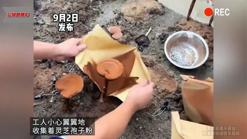 工人小心翼翼地,收集着灵芝孢子粉,网友:这种应该很贵吧