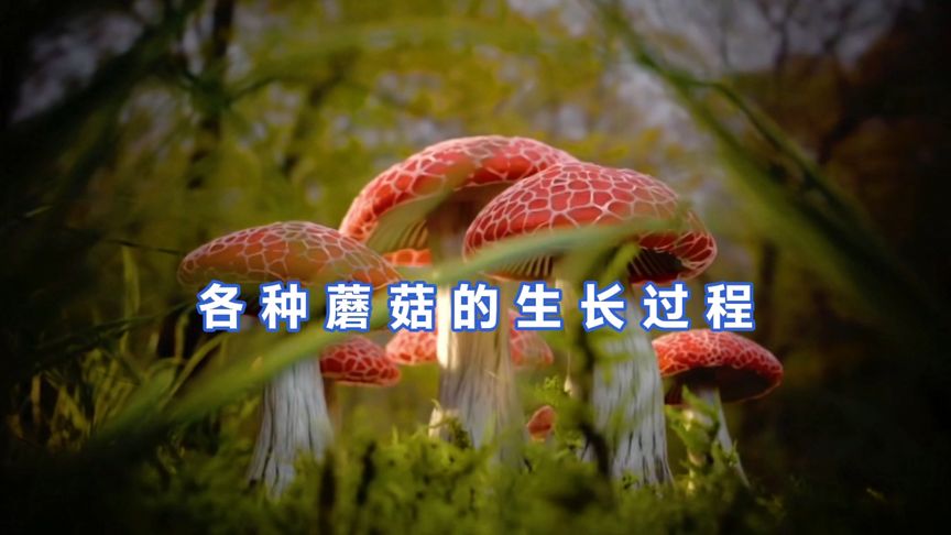 各种蘑菇的生长 太唯美了 奇妙!(全过程)