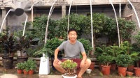 花卉植物施肥技巧,巧施氮、磷、钾,保花保果