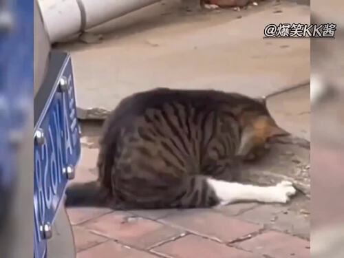 猫抓老鼠的高能瞬间,血脉压制不是说着玩儿的!猫和老鼠 猫抓