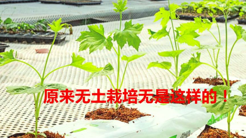 原来无土栽培技术是这样的啊,一共有三类,这次了解了