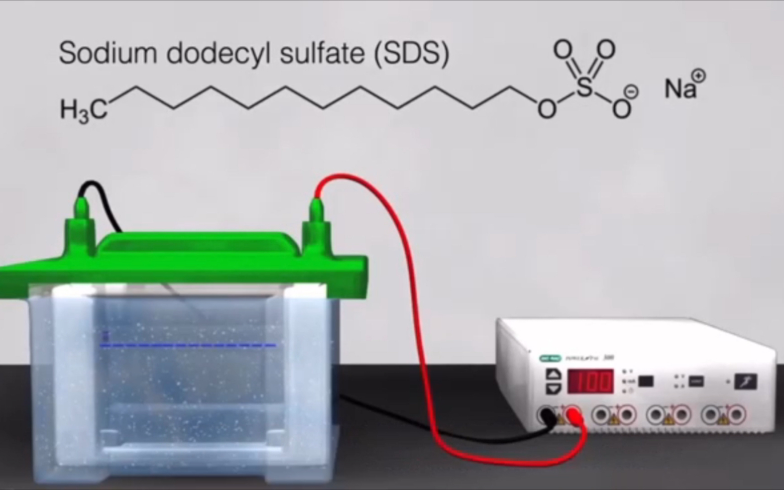 Western blot WB实验操作步骤,实验原理解析。一次性让你搞懂WB实验...