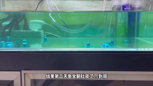 鱼缸消毒后直接放水几天可以放鱼