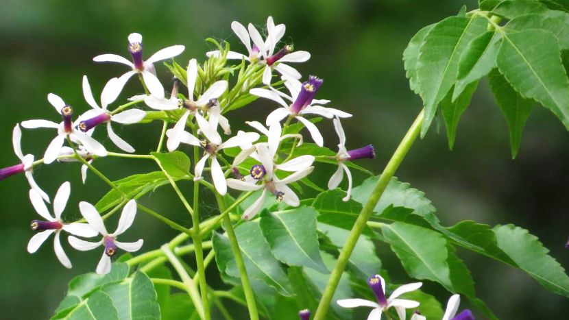 农村常见的苦楝树,都有哪些作用?