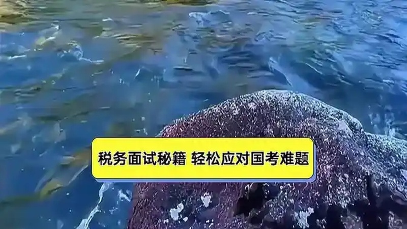税务面试秘籍轻松应对国考难题