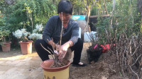牡丹花怎么养?牡丹花的养殖方法和注意事项!