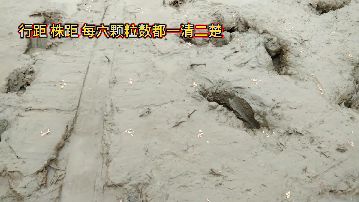 妹子全程跟踪拍摄,水稻播种机在田间的操作,好不好效果大家来说