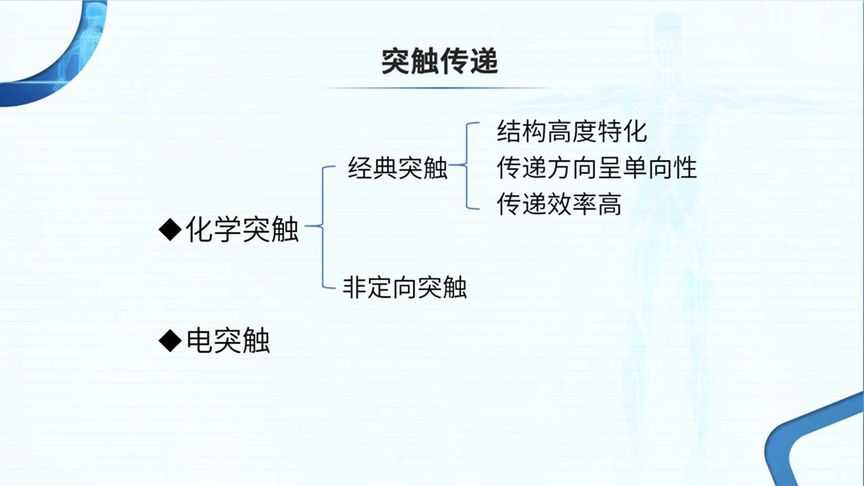 人体生理学:神经系统的功能-10.2 经典突触传递过程