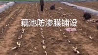 藕池防渗膜 0.4mm 0.5mmHDPE藕池专用防渗膜土工膜施工工艺流程