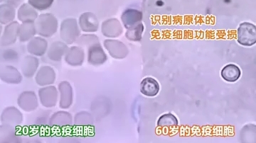 随年龄增长体内免疫细胞活性降低