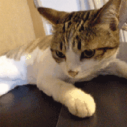 玄翎 