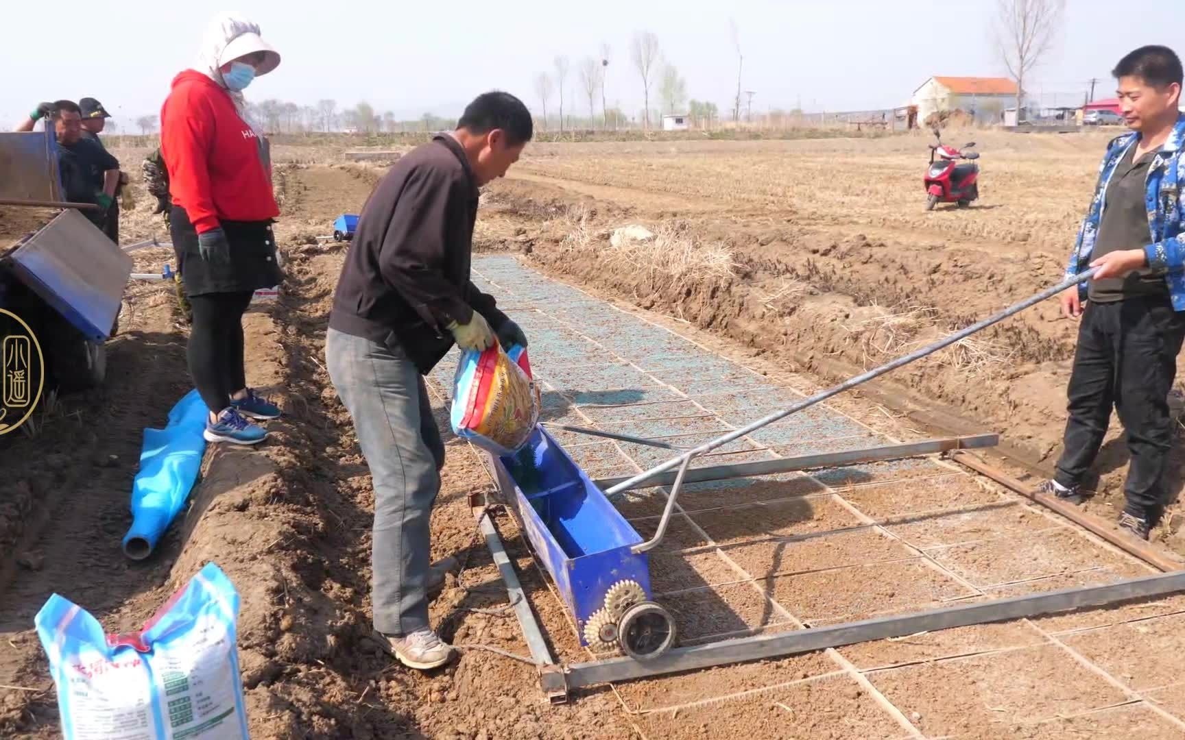 你知道大米怎样种的么?农村小舅子一千亩稻田,这过程你见过吗