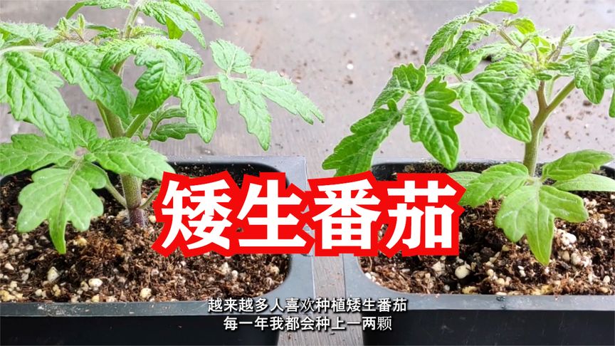种好矮生番茄3大要点,让你少走弯路,很适合阳台和窗台