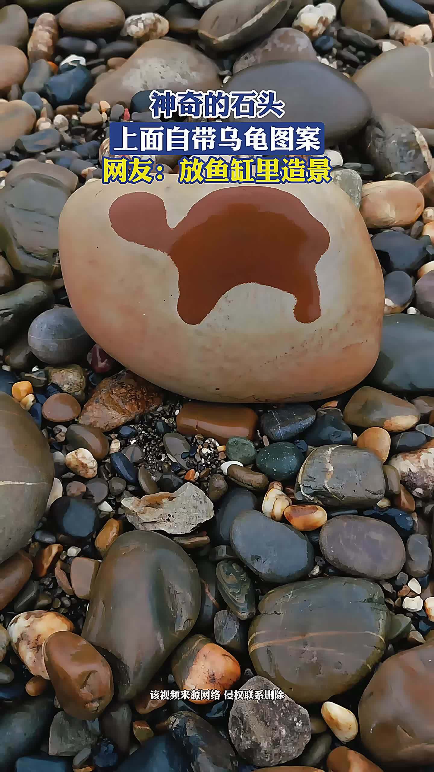 神奇的石头,上面自带乌龟图案,网友:放鱼缸里造景