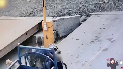 大爷来过磅,狗子来压秤,这是地磅老板养的狗子吧?