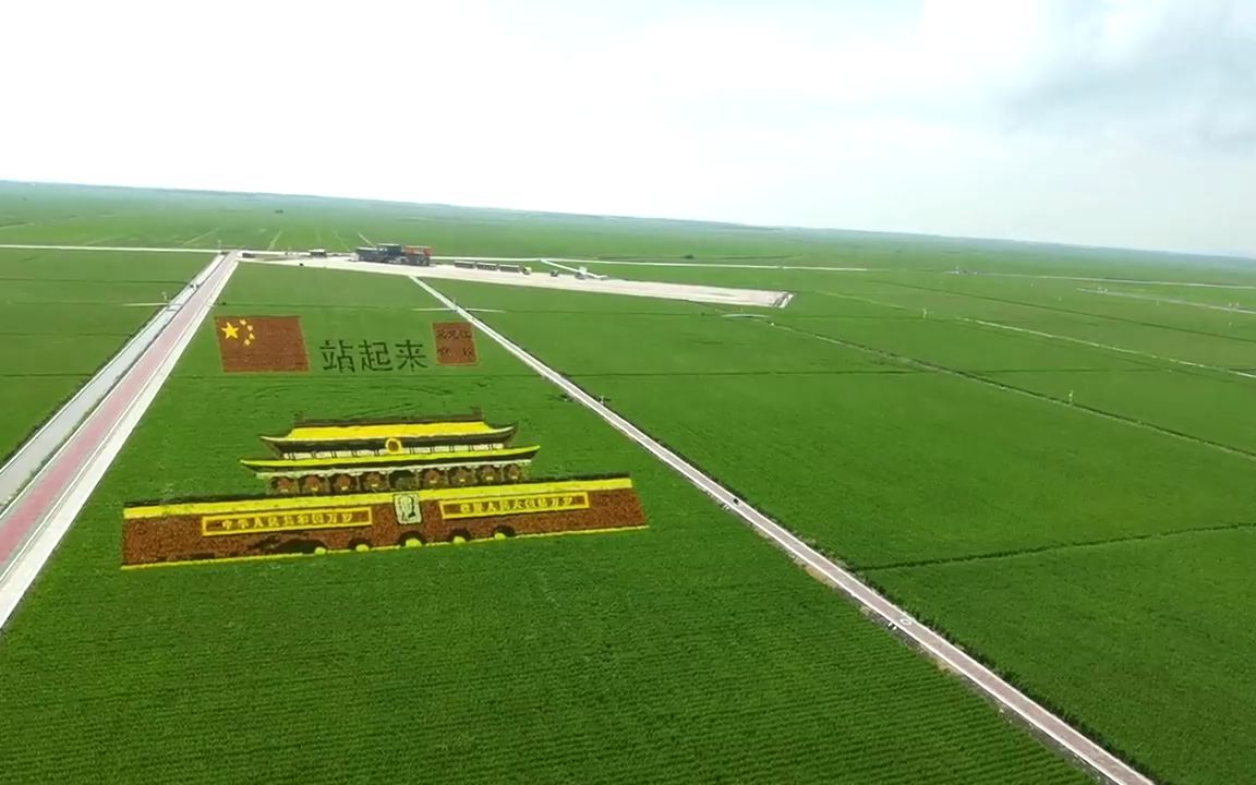 北大荒美丽的稻田画,万亩稻田为背景,7种颜色水稻种植太壮观了