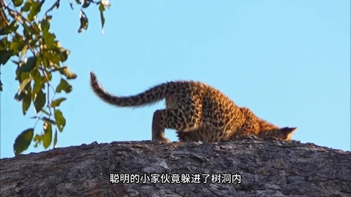 在宁静的森林深处,动物们如何闪耀出惊心动魄的生活故事