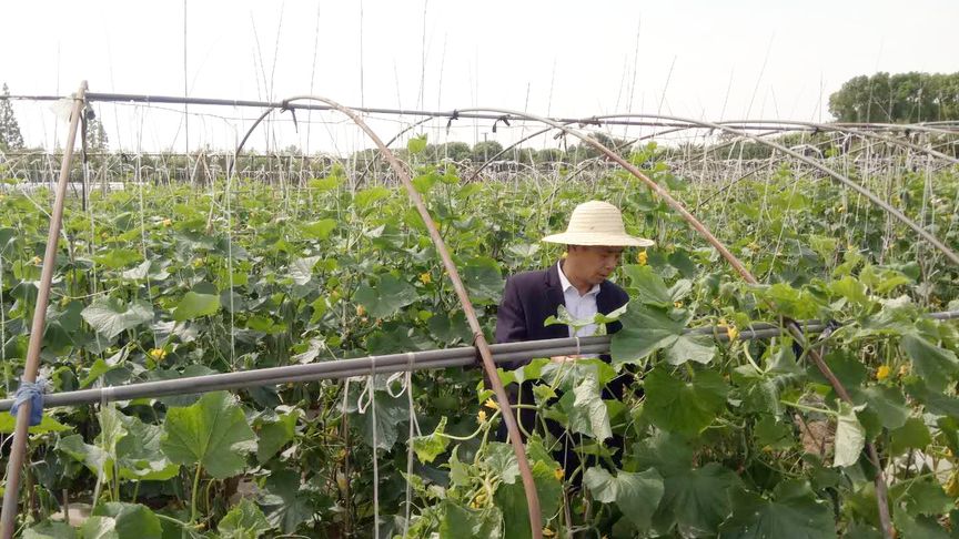 作物最常用的3种磷肥,打死都不能用错!为了高产,农民请记牢