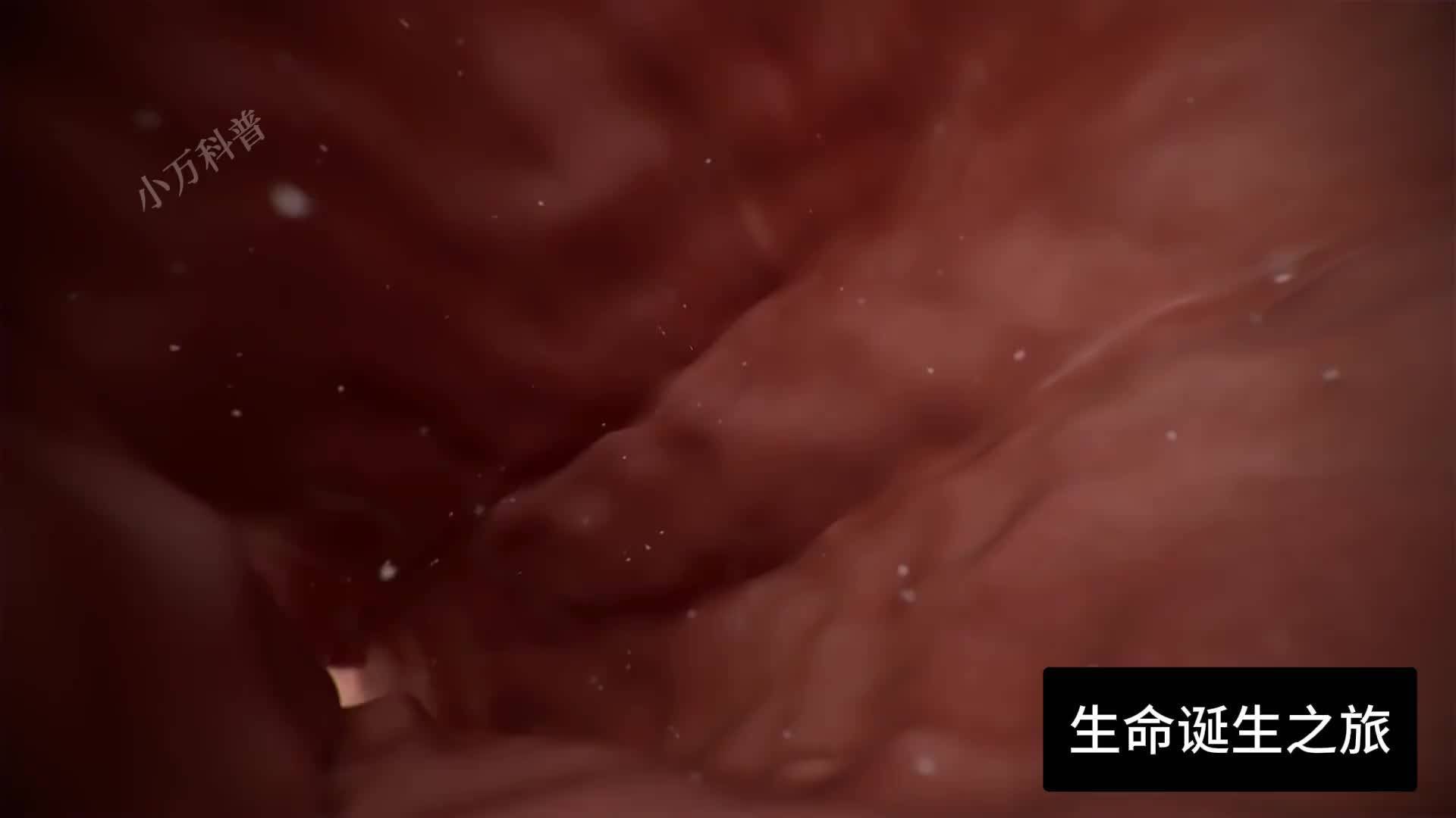 ...生命这东西真的很神奇。#生命诞生的过程 #科普 #分娩 #孕妇 #怀孕