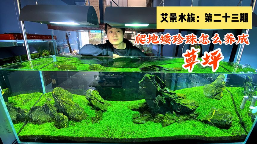 带大家看一下水草缸的草坪怎么养---推荐:爬地矮珍珠