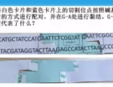 重组DNA分子的模拟实验