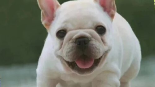十万块钱买的法斗犬结局惨淡,莫非要进狗肉车