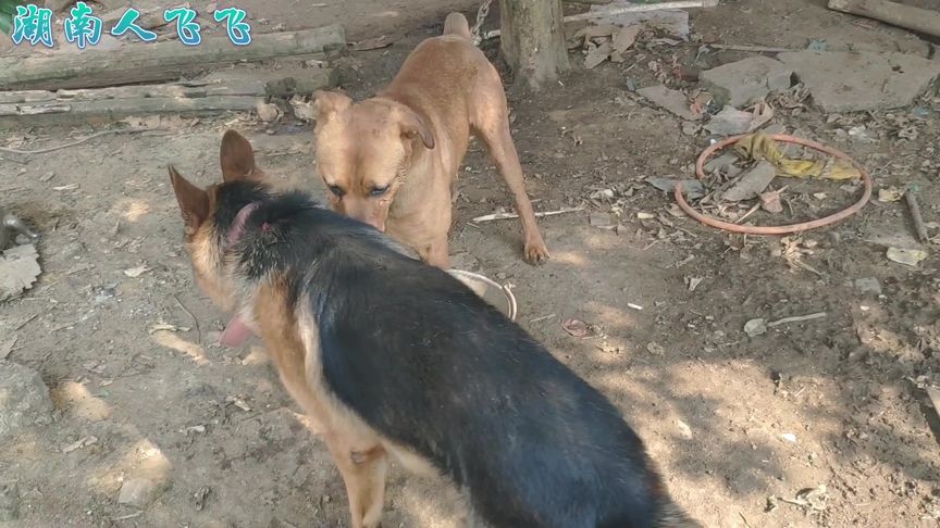 新猛犬卡斯罗进狗舍,波音达,德牧,大狼青,昆明犬都绕着走,猛