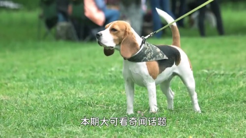 7种适合家养的狗狗,来看看你适合养哪种狗狗吧