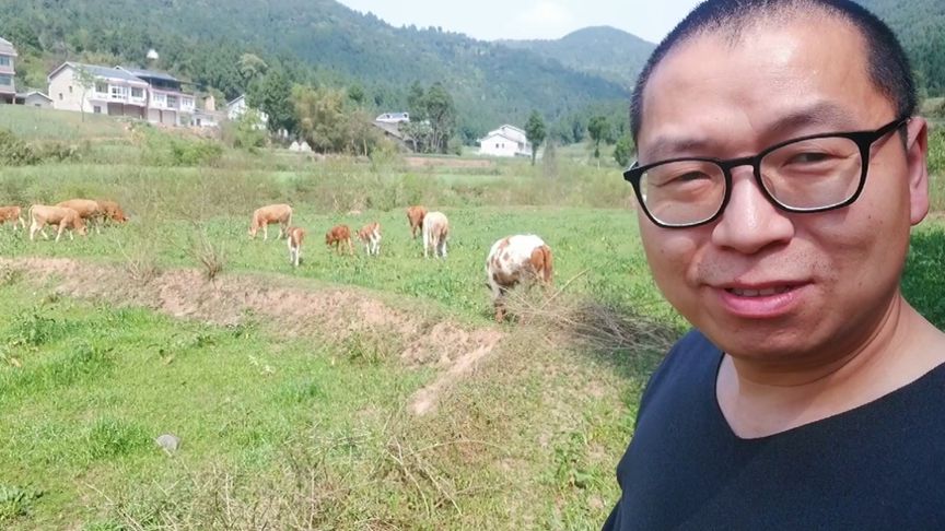 投资百万,养殖500头牛的规模化养殖场!