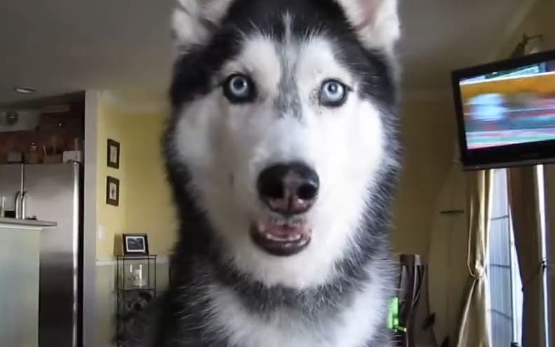 狂犬病到底有多可怕?被狗咬了一定要打狂犬疫苗吗?