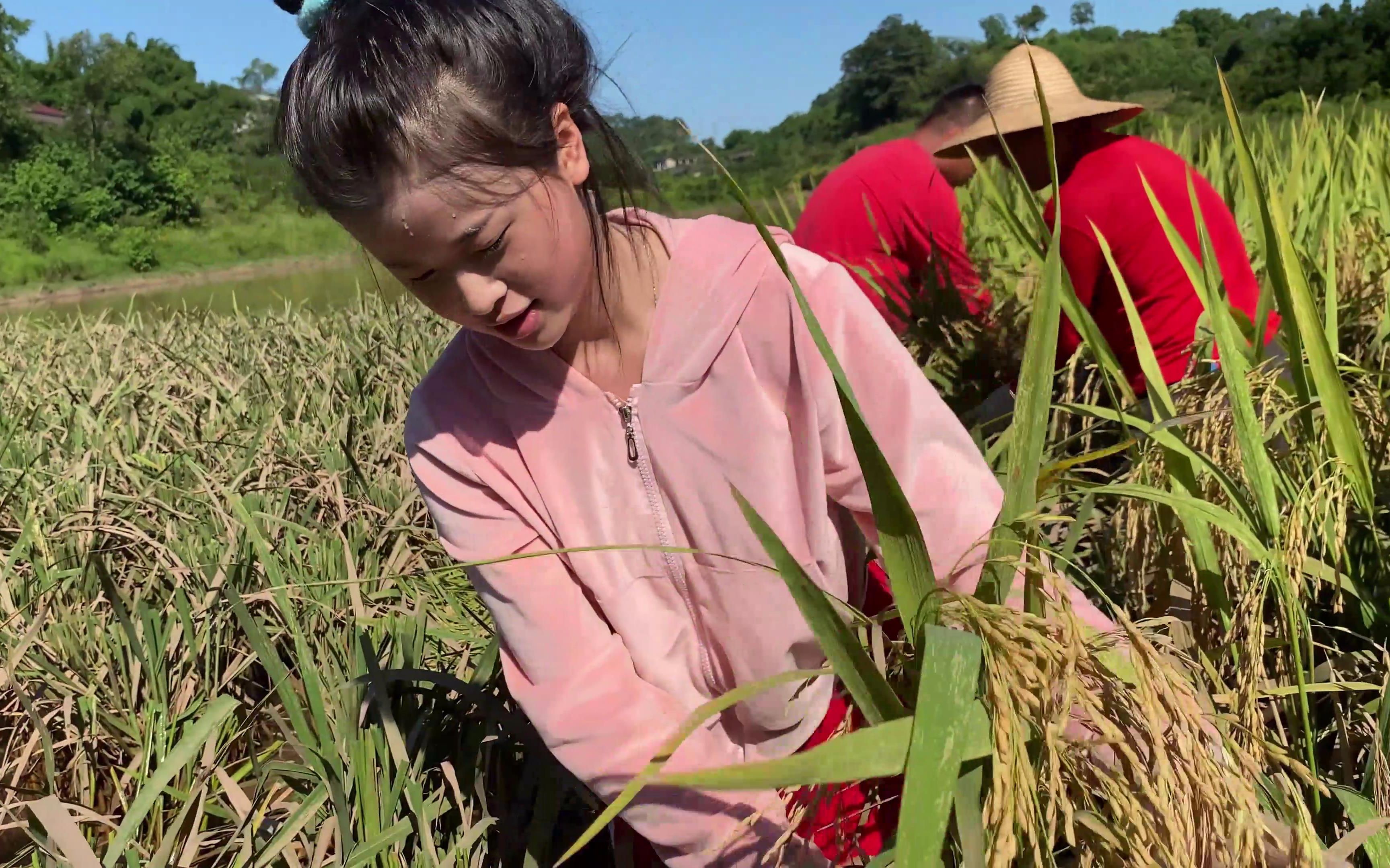 农民的辛苦稻谷知道,米饭的珍贵我们知道,节约粮食从我做起
