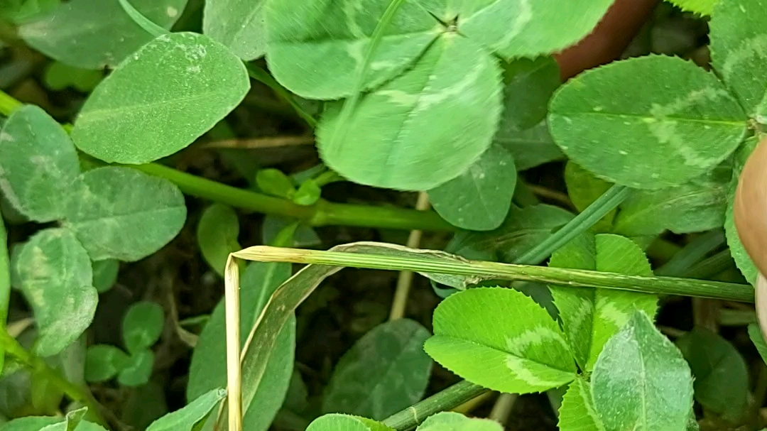 三叶草的变异四叶草,原来是这个样子。