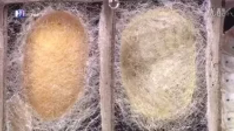 蚕的一生视频(推荐下载)
