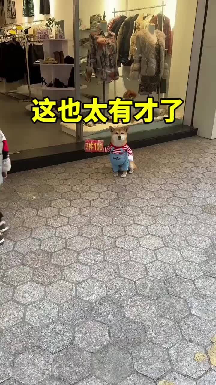 生活不易,狗狗都出来赚狗粮钱了