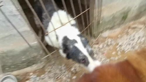 藏獒被中亚牧羊犬偷袭受伤,处理伤口獒王会发怒咬主人吗
