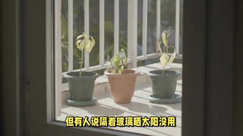 隔着玻璃晒太阳补不了钙?这几个真相你必须知道