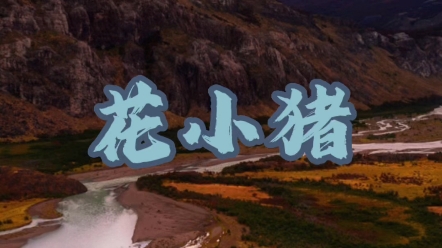 如何注册花小猪?花小猪车主加入流程!教学,一看就会
