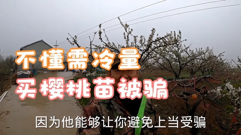 南方网友购买大樱桃苗被骗,种之前不查这个数据,只开花不结果!