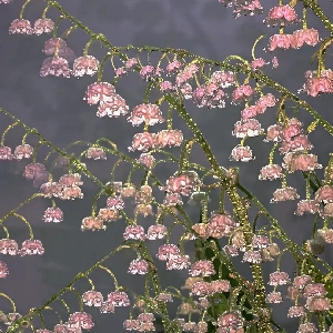 东北大灵芝 