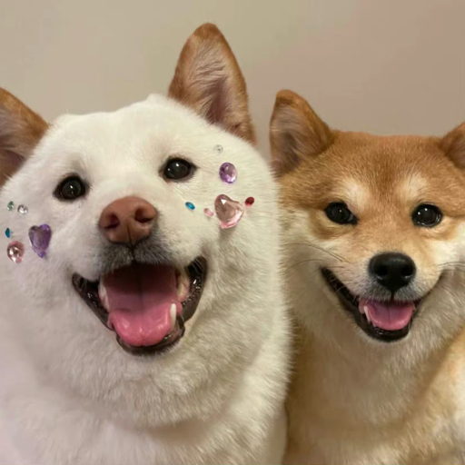 双鱼座的伪兔子 