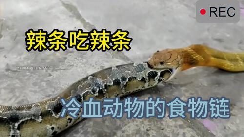 动物世界,辣条吃辣条,冷血动物的食物链