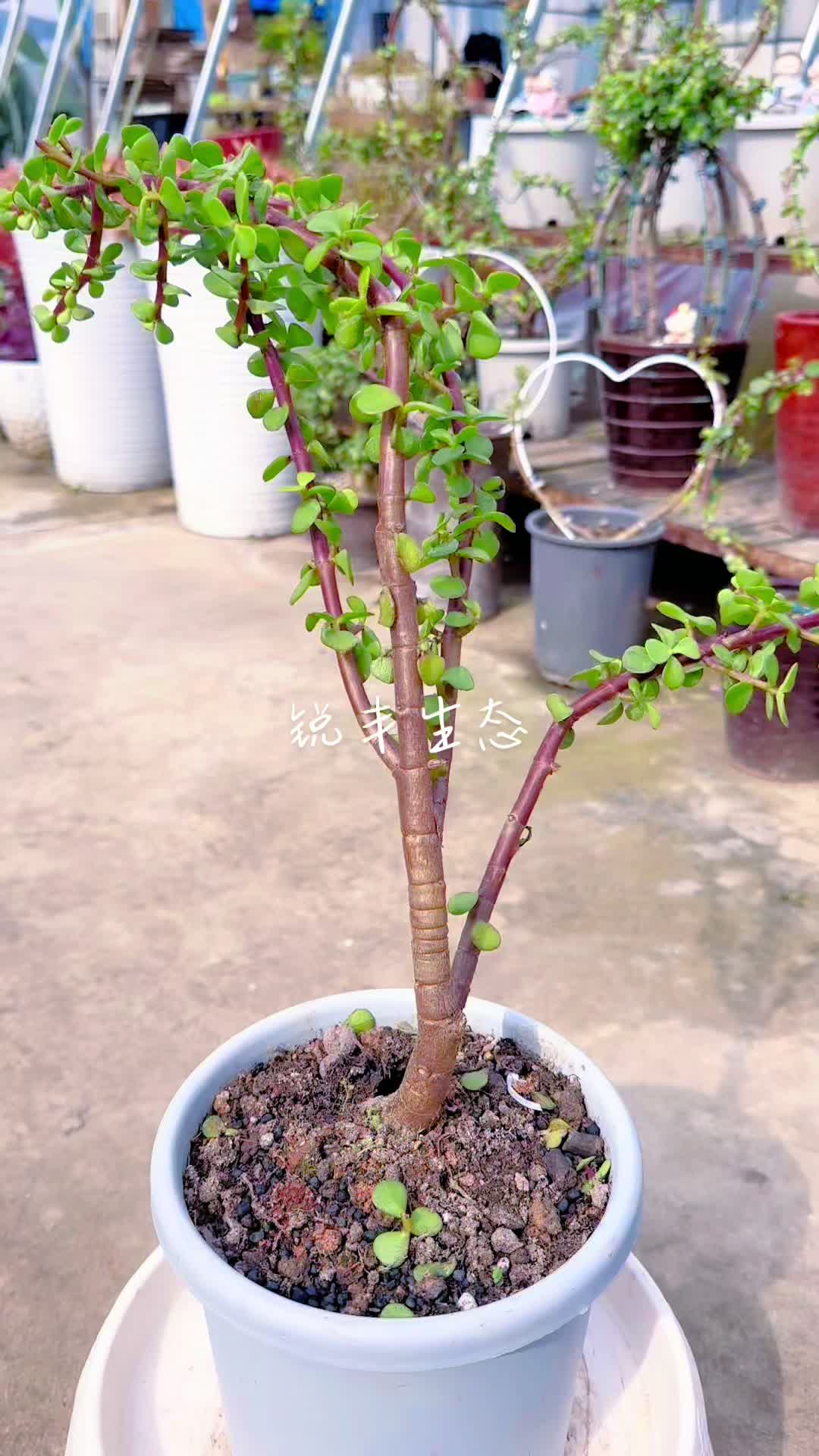 ...后期按照支架轮廓修剪,就是一颗很漂亮的迎客松造景树了。#金枝...