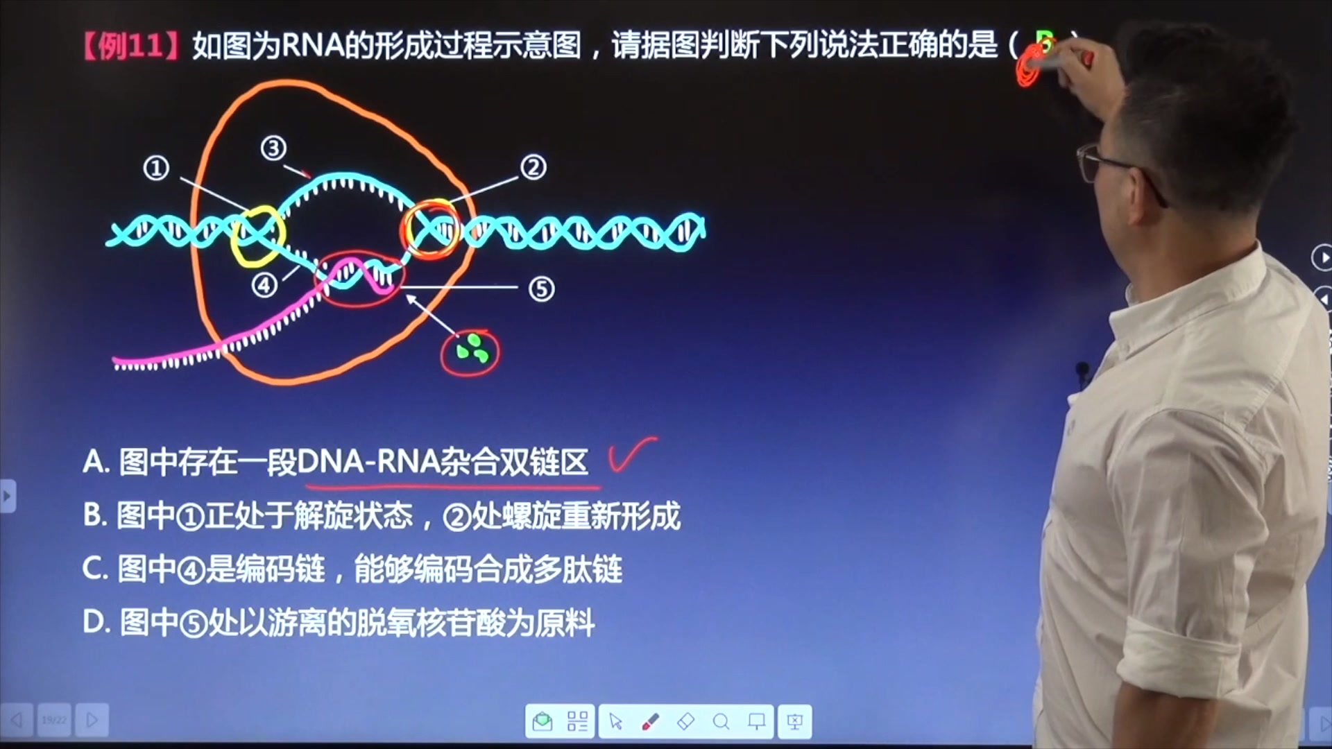 转录过程选择图像秒杀
