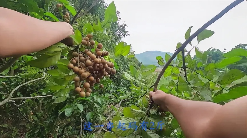 这里的黄皮果很多,小伙吃饱了才摘,一棵摘了2大箱