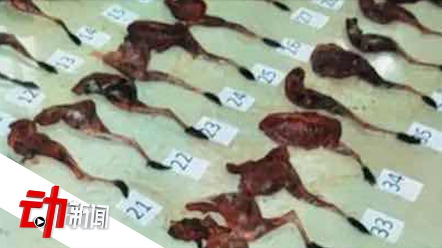 男子猎11只野生动物获刑12年 法官:数量多 价值高