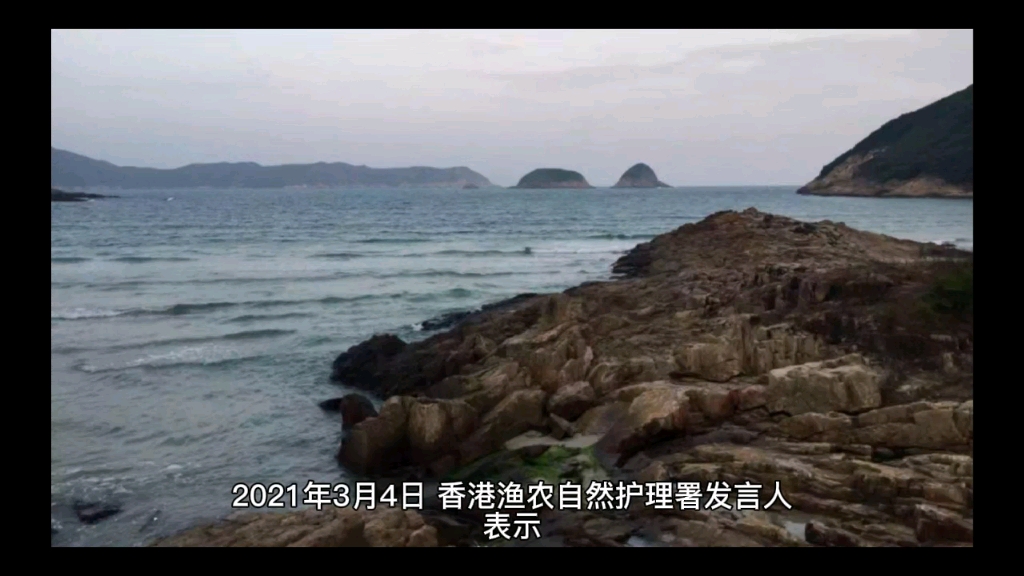 家养宠物可以传播新冠病毒吗?