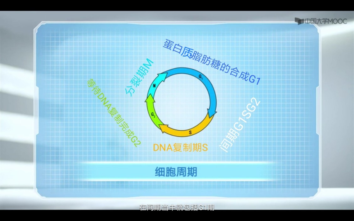 细胞周期:G1,S,G2 ,M。