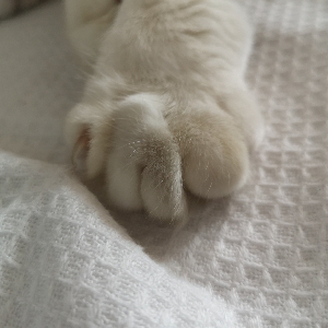 来福柿君 