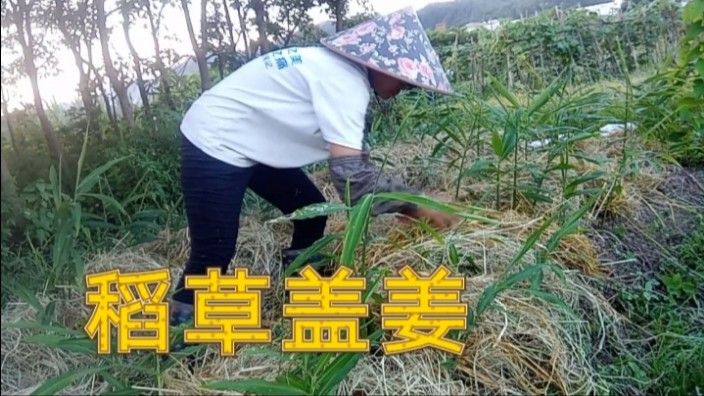 收完稻谷,稻草还有其它用途,云浮农民搬了几大袋回来,这样做