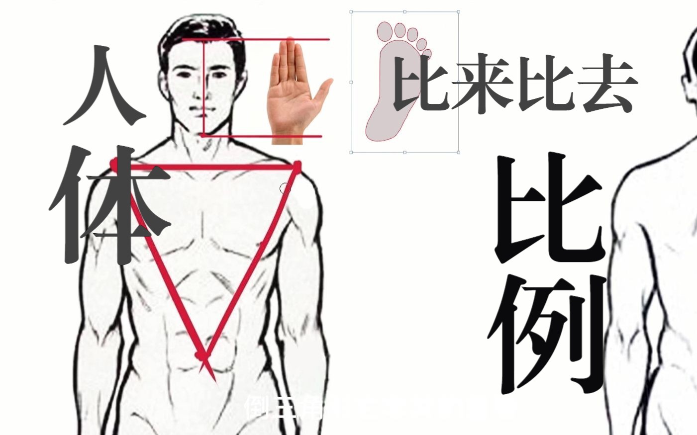 人体结构课-第三节-基本比例